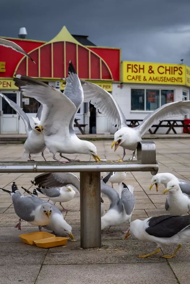 Coping with Seagulls – malcolmsmusings.org