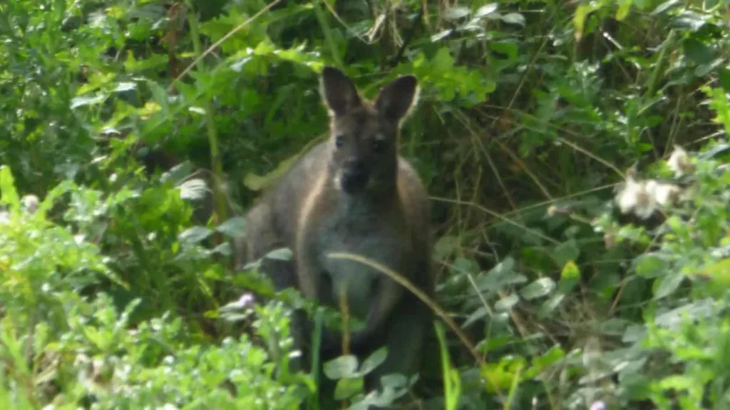 Wallabies, Wedding-Rings and Weetabix – malcolmsmusings.org